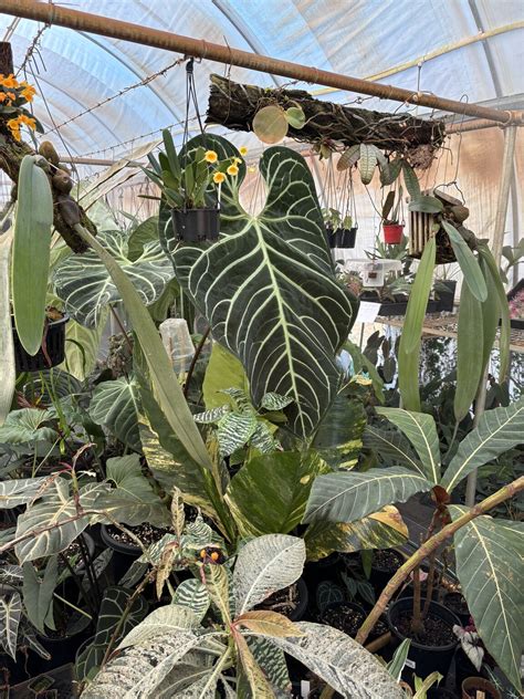 Envirotec Horticultural Structures On Linkedin Greenhouse Shadehouse Nursery Agriculture