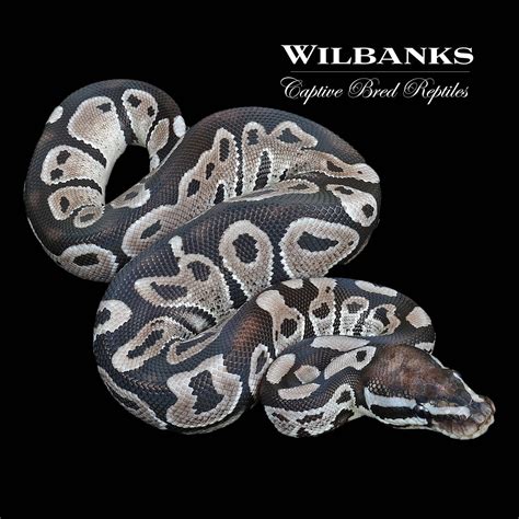 Axanthic Vpi 100 Het Lavender Albino Ball Python By Wilbanks Captive Bred Reptiles Morphmarket