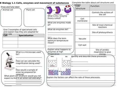 Year 10 Biology Revision Place Mats Teaching Resources