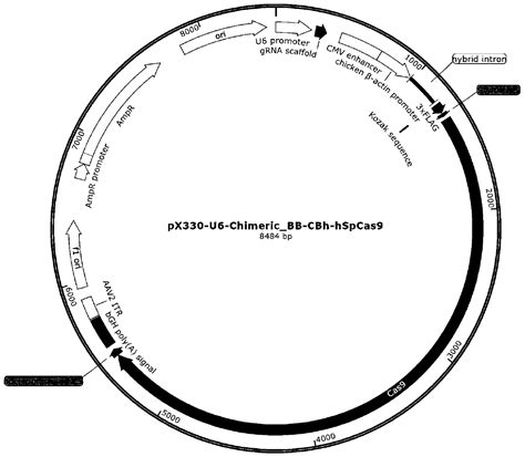 Construction Method Of New Plasmid Vector Eureka Patsnap