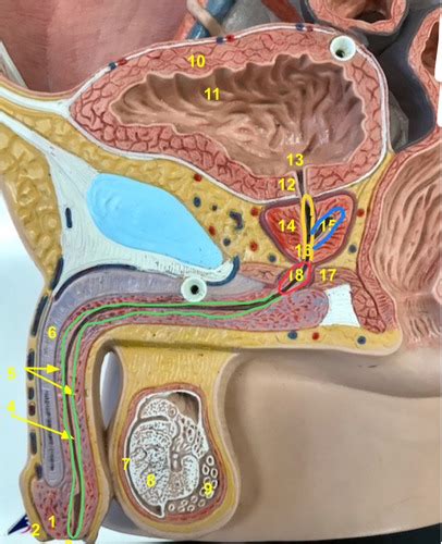 Reproductive System Lab Practical Flashcards Quizlet