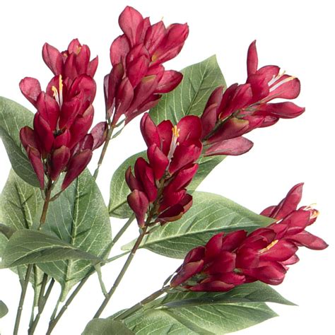 Red Ginger Flower Bush 22