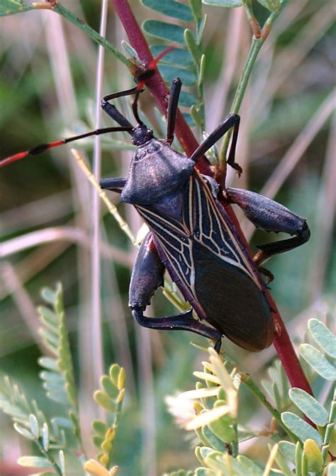 Arizona Beetles Bugs Birds And More Life Cycle Of The Giant