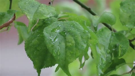 창 밖에 풍경창 밖 비오는 풍경나뭇잎 비 맞는 풍경비오는 풍경 Youtube