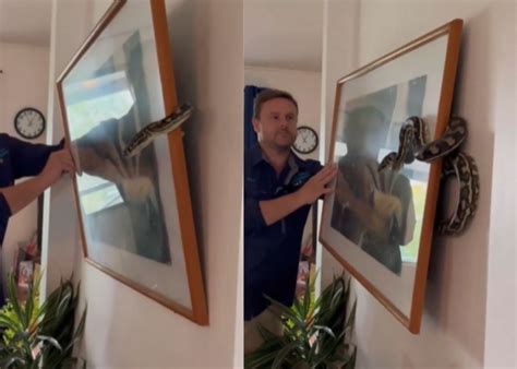 Viral Video Python Slithering Behind Photo Frame