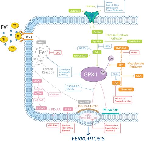 Ferroptosis Cayman Chemical