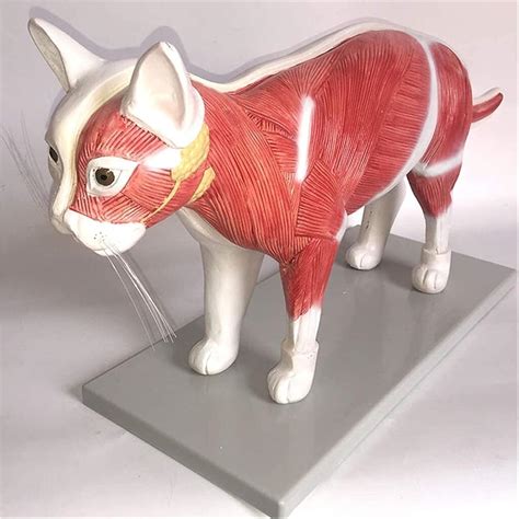 Animal Teaching Anatomical Model Cat Anatomical Model Model