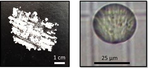 Representative Photographs Ace And Micrographs Bdf Of The