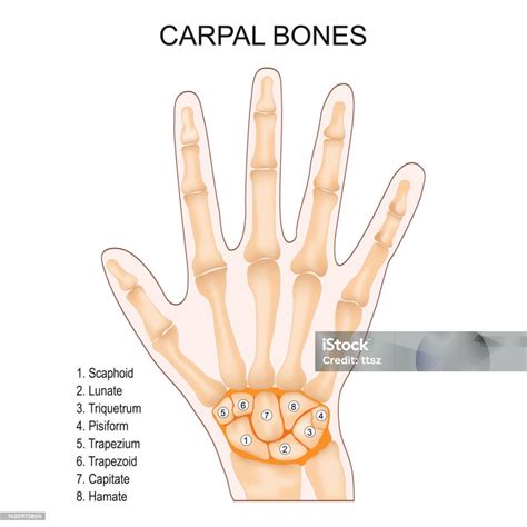 Os Du Carpe Anatomie De La Main Humaine Vecteurs Libres De Droits Et Plus Dimages Vectorielles