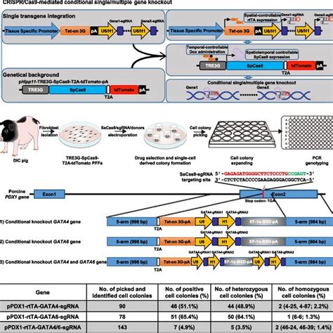 Simple Strategy To Achieve Spatiotemporal Control Of One Or More Gene