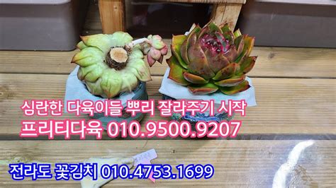 231225심란한 다육이들 요즘 소환해서 뿌리 잘라주기해요 Youtube