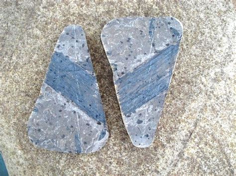 split limestone nodule with stigmaria ficoides uk fossil collecting