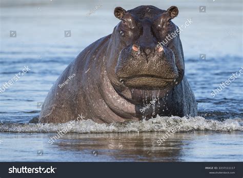 16 927 하마 얼굴 이미지 스톡 사진 및 벡터 Shutterstock