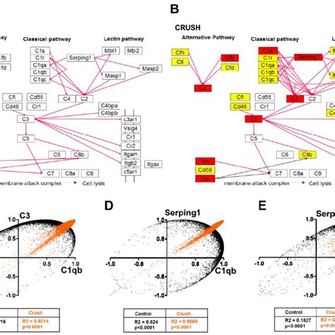 Onc Affects The Complement Cascade Pathway The Complement Cascade
