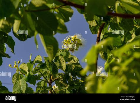 Flowered Pequi Tree Flowers On The Pequi Tree Pequi Is A Typical