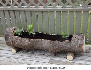 Hollowed Out Log Photos And Images Shutterstock