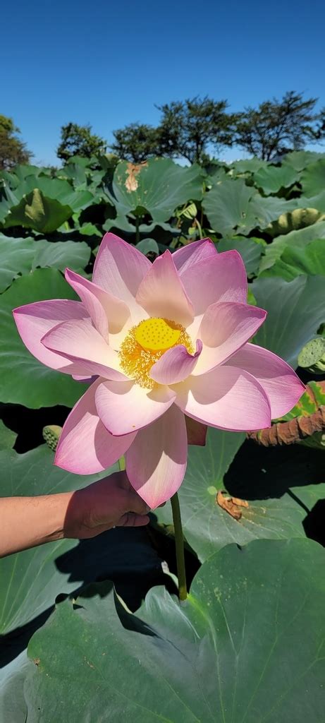 연꽃 테마파크 하중동 공원 뽈레 Polle