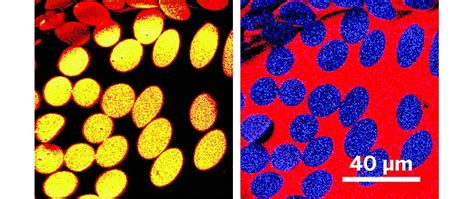 Mass Spec Method Fingerprints Dyed