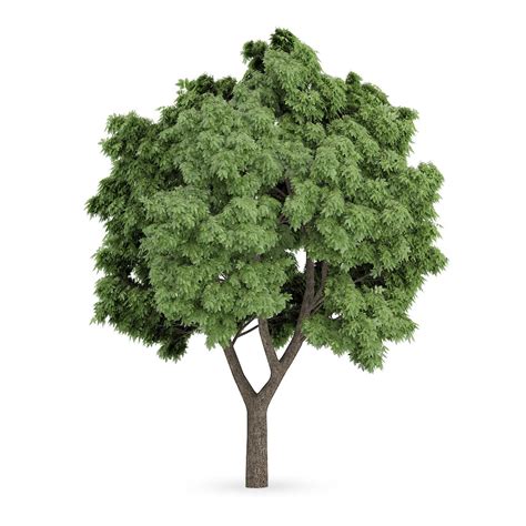 Sycamore Maple Tree With Dense Foliage 3d Model Download Trees On