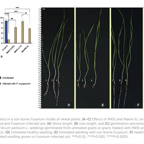 Triticum Aestivum L Grains With Known Fusarium Spp Infection Were Download Scientific Diagram