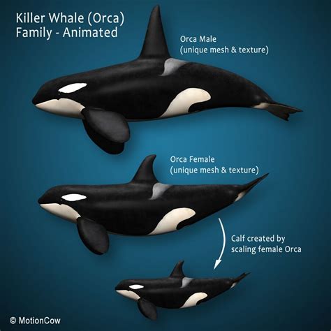 Meet Luna And Kiska The Orca Whales Tiere Ichthyology