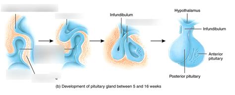 Pituitary Gland Embryology Anatomy And Physiology Pnswg