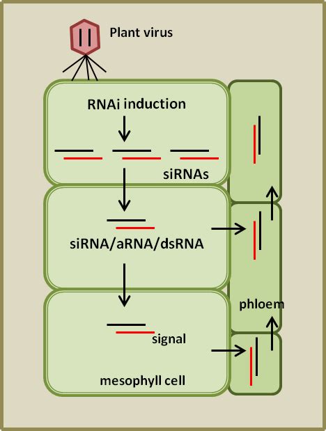 How Rna Interference Combat Viruses In Plants Intechopen
