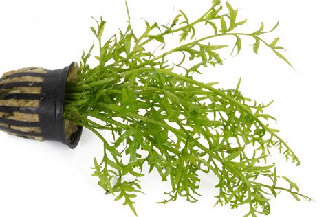 Ceratopteris Thalicroides Aq230 Lincspplants