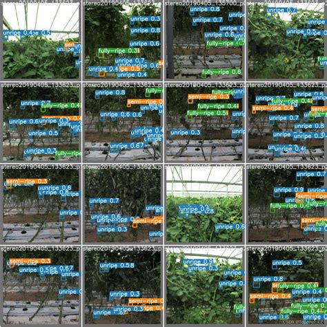 ai助力农作物自动采摘，基于yolov3全系列【yolov3tiny yolov3 yolov3spp】参数模型开发构建作番茄采摘场景下番茄
