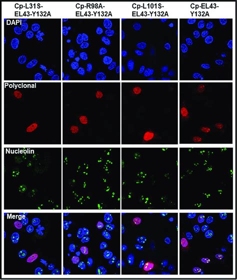 Mutation Of The Putative Nucleolar Retention Signal Modulates Cp Y132a