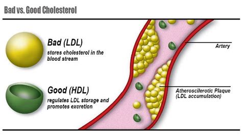 hdl and ldl how to improve hdl cholesterol