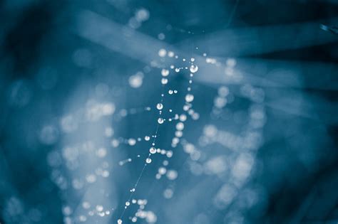 여름 아침에 물방울과 그물 거미의 현장 사진의 아름 다운 추상 단색 얕은 깊이 0명에 대한 스톡 사진 및 기타 이미지 0명