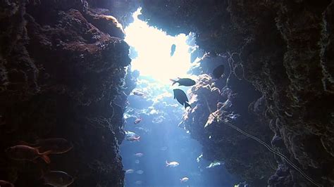 이시가키 다이빙 동굴안에 도미같은 물고기들이 가득이에요 Youtube