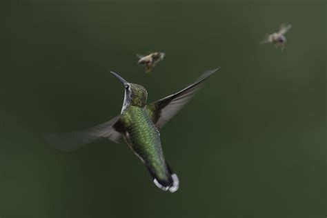 Busy Beesdsc0937 Hummingbird Pictures Hummingbird Ruby Throated Hummingbird