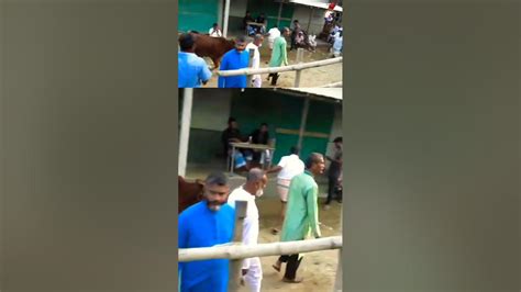 আজকে অনেক গরু আসছে বাজারে Cattlemarket Beef কোরবানীরগরু Shahiwalcow গরুছাগলওমহিষ আজকের