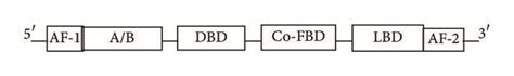 One Dimensional Structure Of The Different Binding Domains Of Ppars Download Scientific Diagram