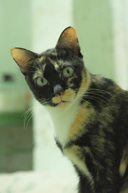 Premium Photo Alertness