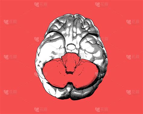 脑图底部有空白的小脑空间