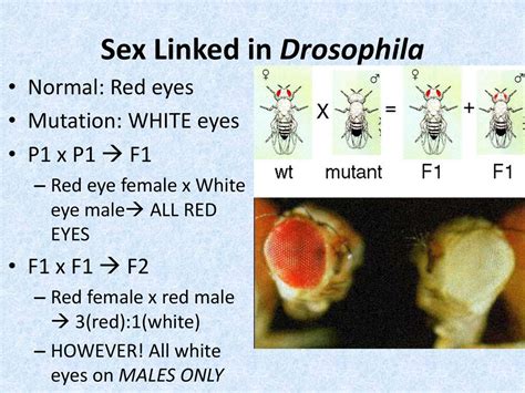Chapter 12 Inheritance Patterns And Human Genetics Ppt Download