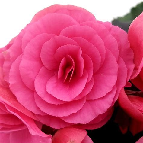 POWERS TO FLOWERS BEGONIA BORIAS ROSA ANTICO BERSEBA FUCSIA BALADIN ROSSO IN VASO