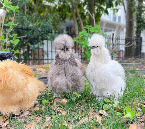 Silkie Breeds