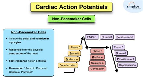 Cardiac Action Potentials Phases Made Easy Diagram Ions Explained