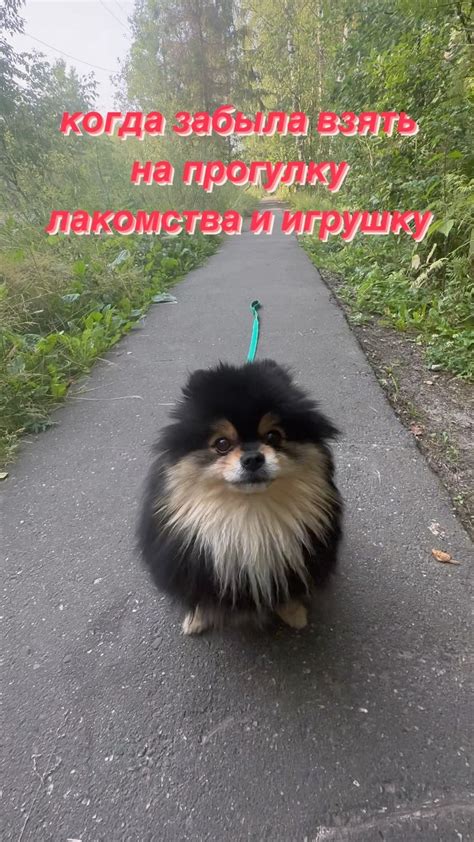 ЗООПСИХОЛОГ ОНЛАЙН ЕКАТЕРИНА про воспитание собак Все о воспитании собак 👇 Soboleva