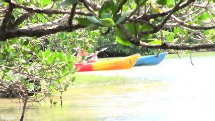 Outdoor Sex In A Mangrove Forest A Famous Sightseeing Spot In Okinawa China Matsuoka