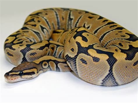Morph List World Of Ball Pythons