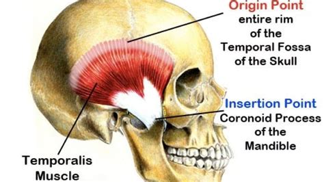 Scalp Anatomy By Dr Zobayer Mahmud Khan PPT