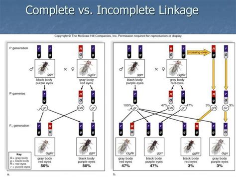 Linkage And Recombination Part 1 Chromosomal Theory Linkage And Crossing Over Plantlet