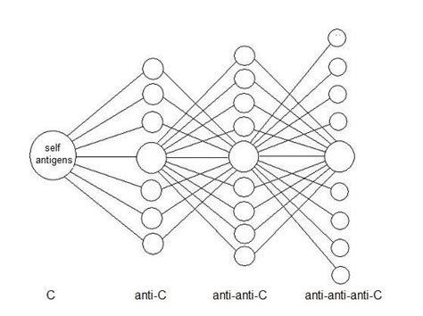 A Model That Is Part Of The Symmetrical Immune Network Theory Adapted