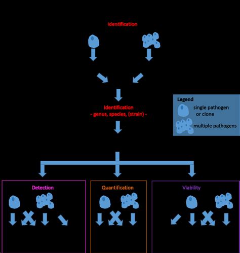 Workflow To Aid Decision Making When Analysing Pathogen Samples From Download Scientific