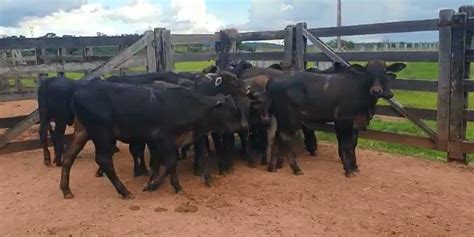 Bezerros 34 Nelore Com 14 Angus Crossbreeding